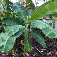 Grand Nain Musa Banana Fruit Tree – Eureka Farms