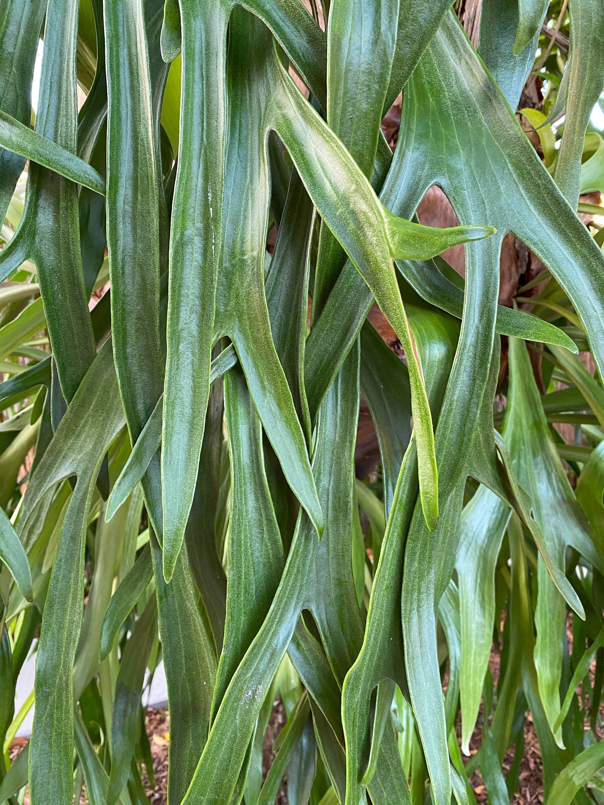 Buy Staghorn Fern, Platycerium Giant Fern | Eureka Farms