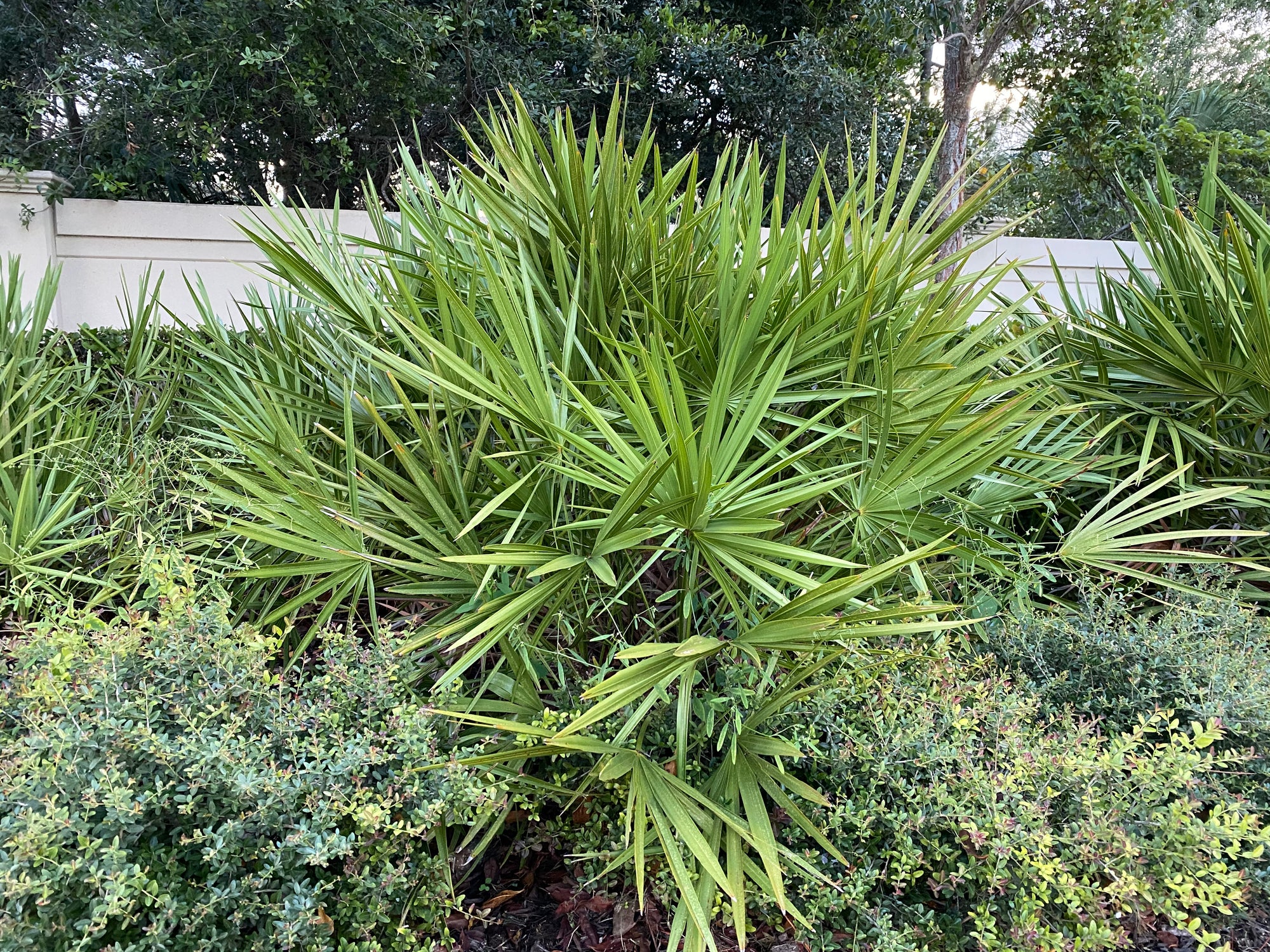 Saw Palmetto Plants for Sale - Serenoa Repens | Eureka Farms