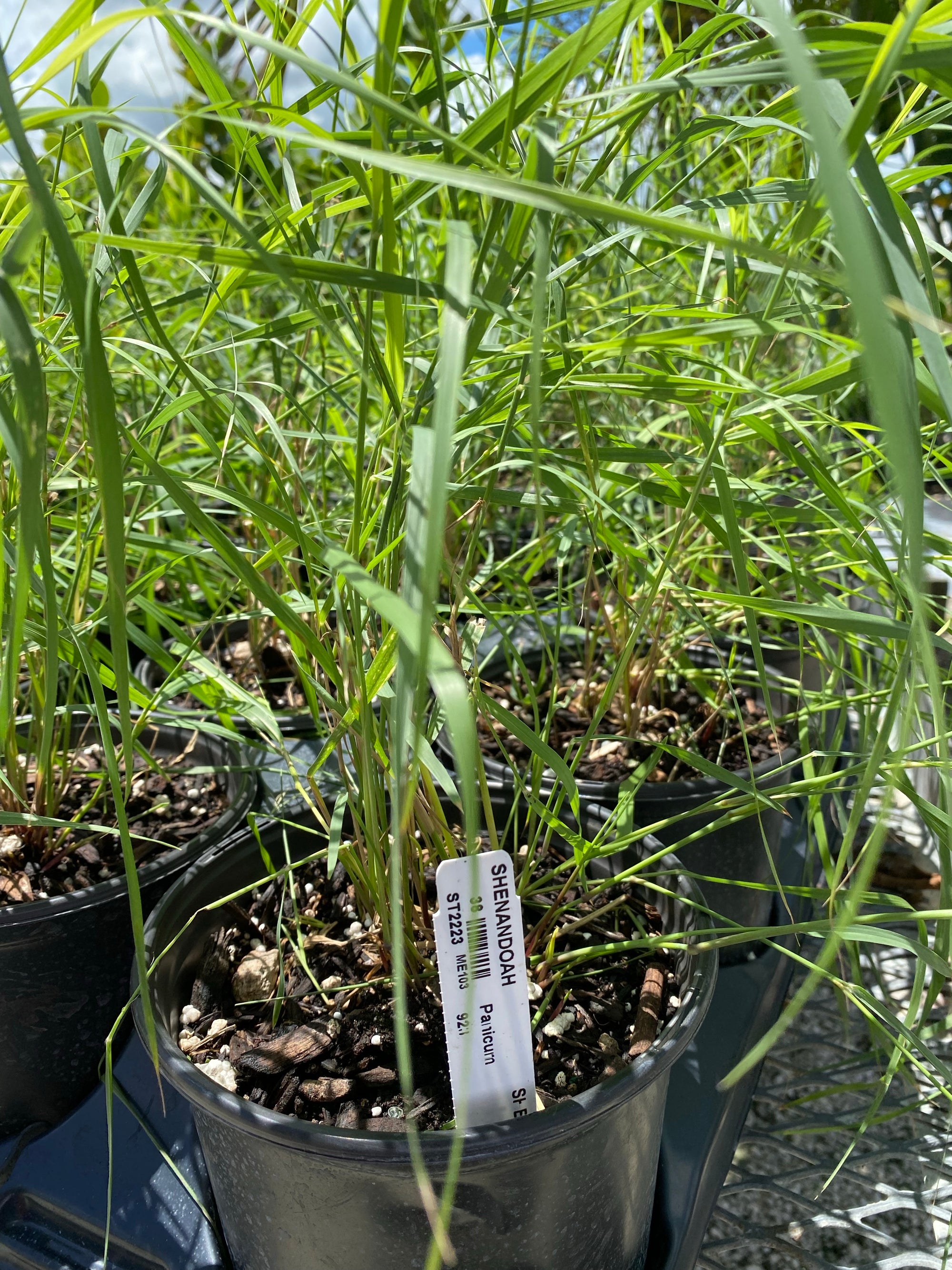 Shenandoah Red Switch Grass | Buy 9 and Save More – Eureka Farms