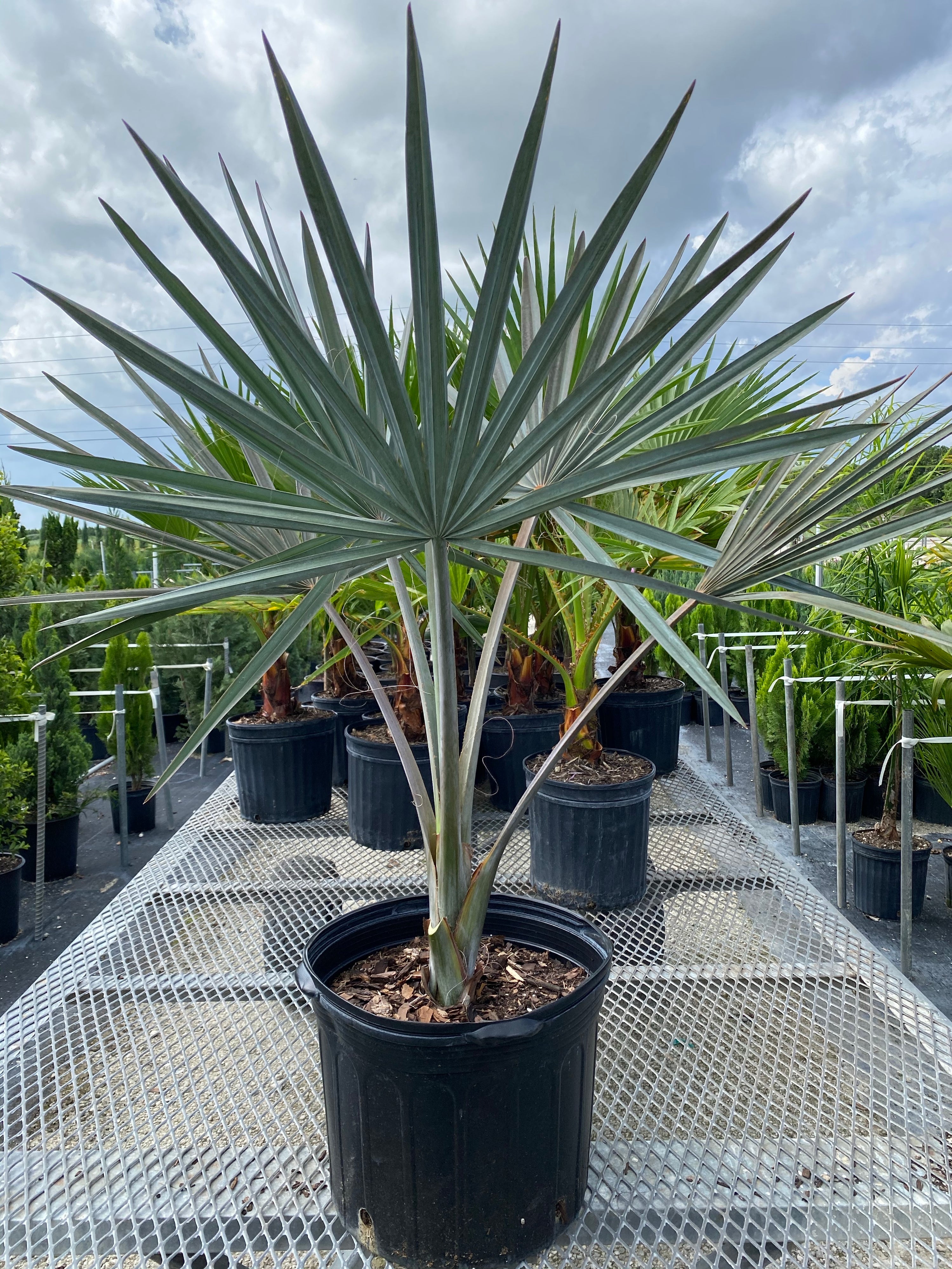 Buy Bismarckia Nobilis, Silver Bismarck Palm | Eureka Farms