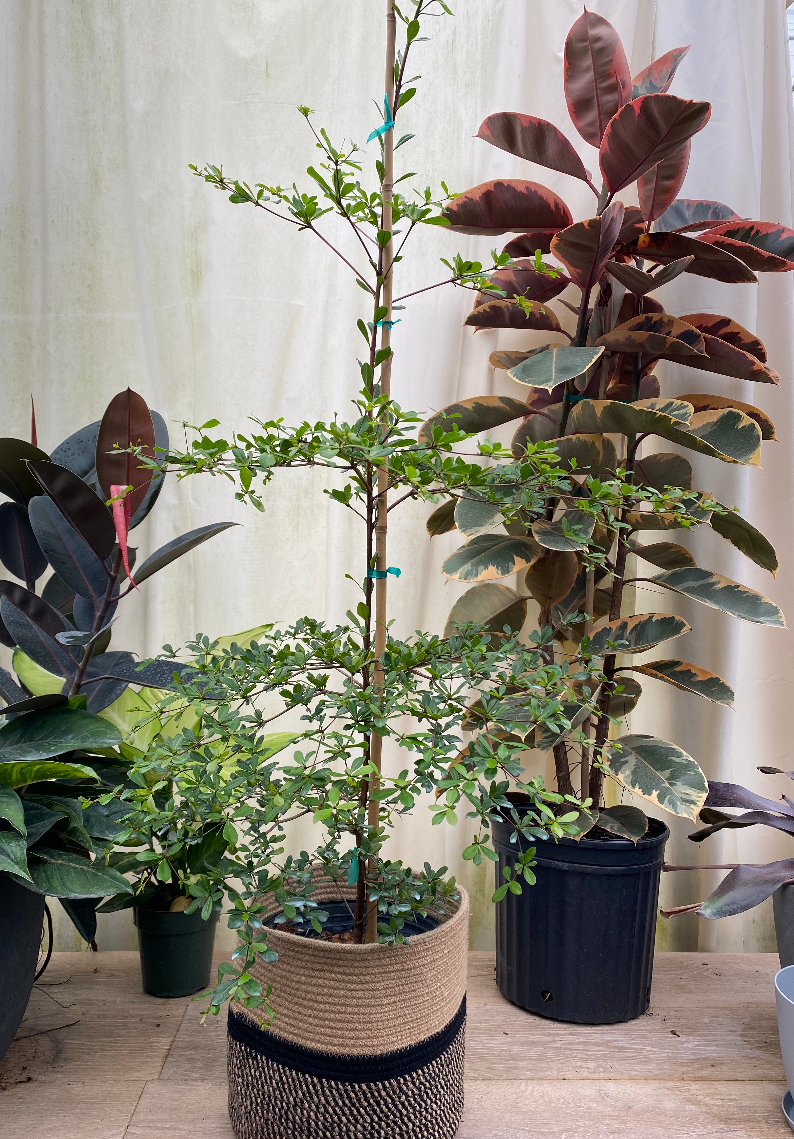 Buy Our Shady Lady, Bucida Buceras, Black Olive – Eureka Farms