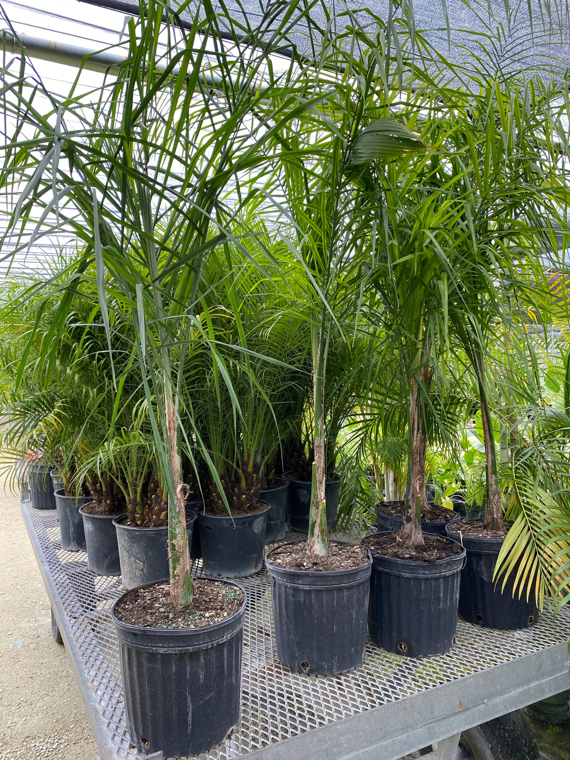 Buy Queen Palm Tree, Cocos Plumosa | Eureka Farms