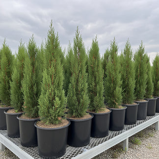 Buy the Dwarf Italian Cypress | Eureka Farms