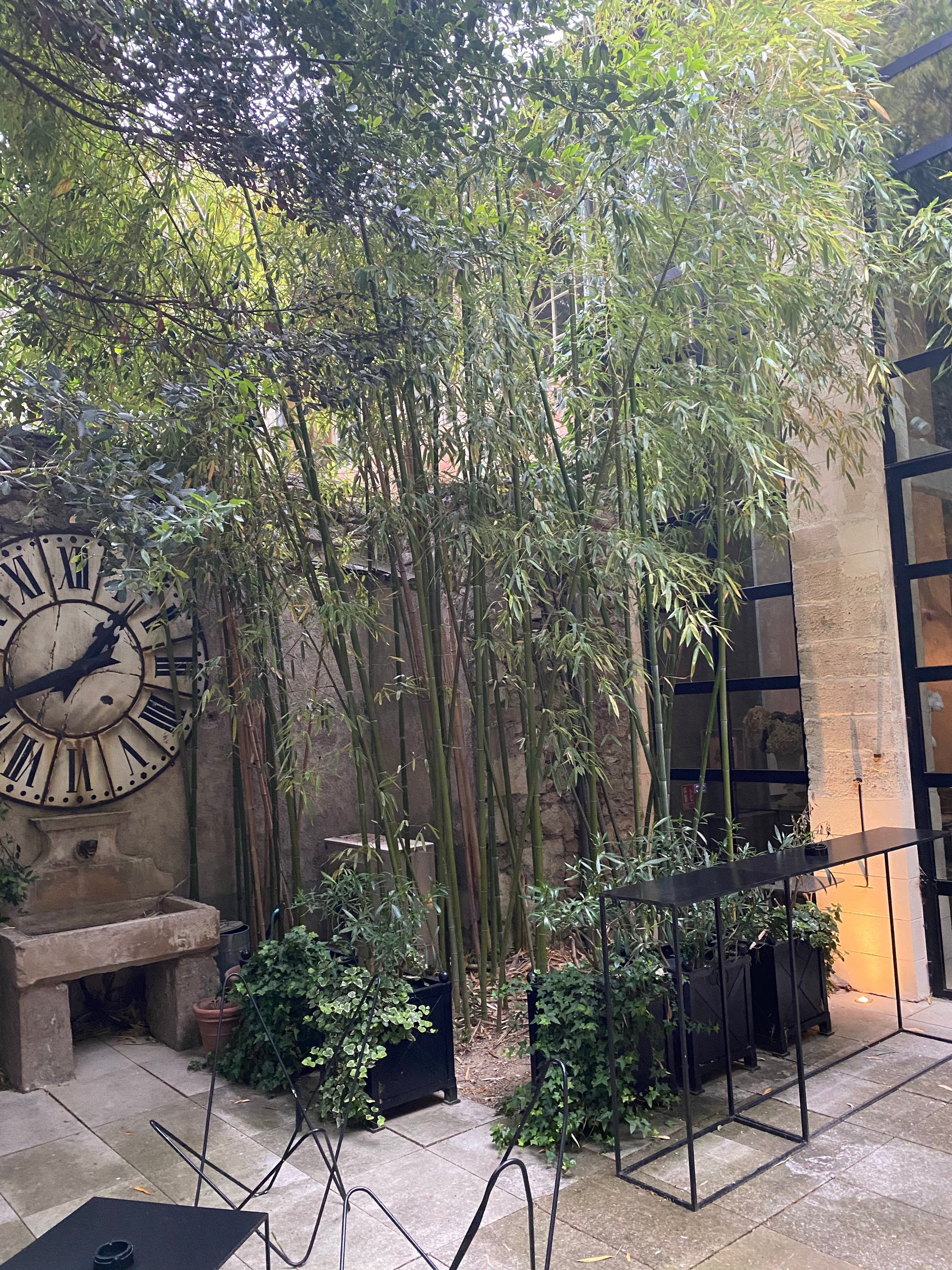 Golden Goddess Bamboo, Bambusa multiplex | Eureka Farms