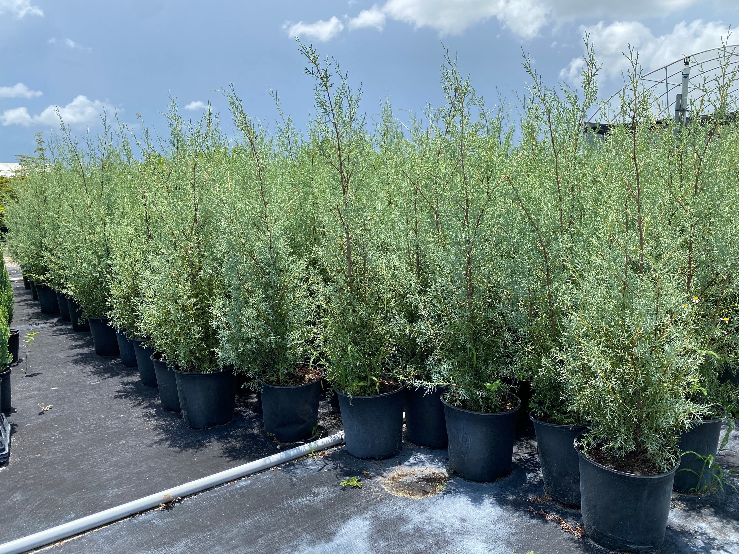 Blue Ice Arizona Cypress – Eureka Farms