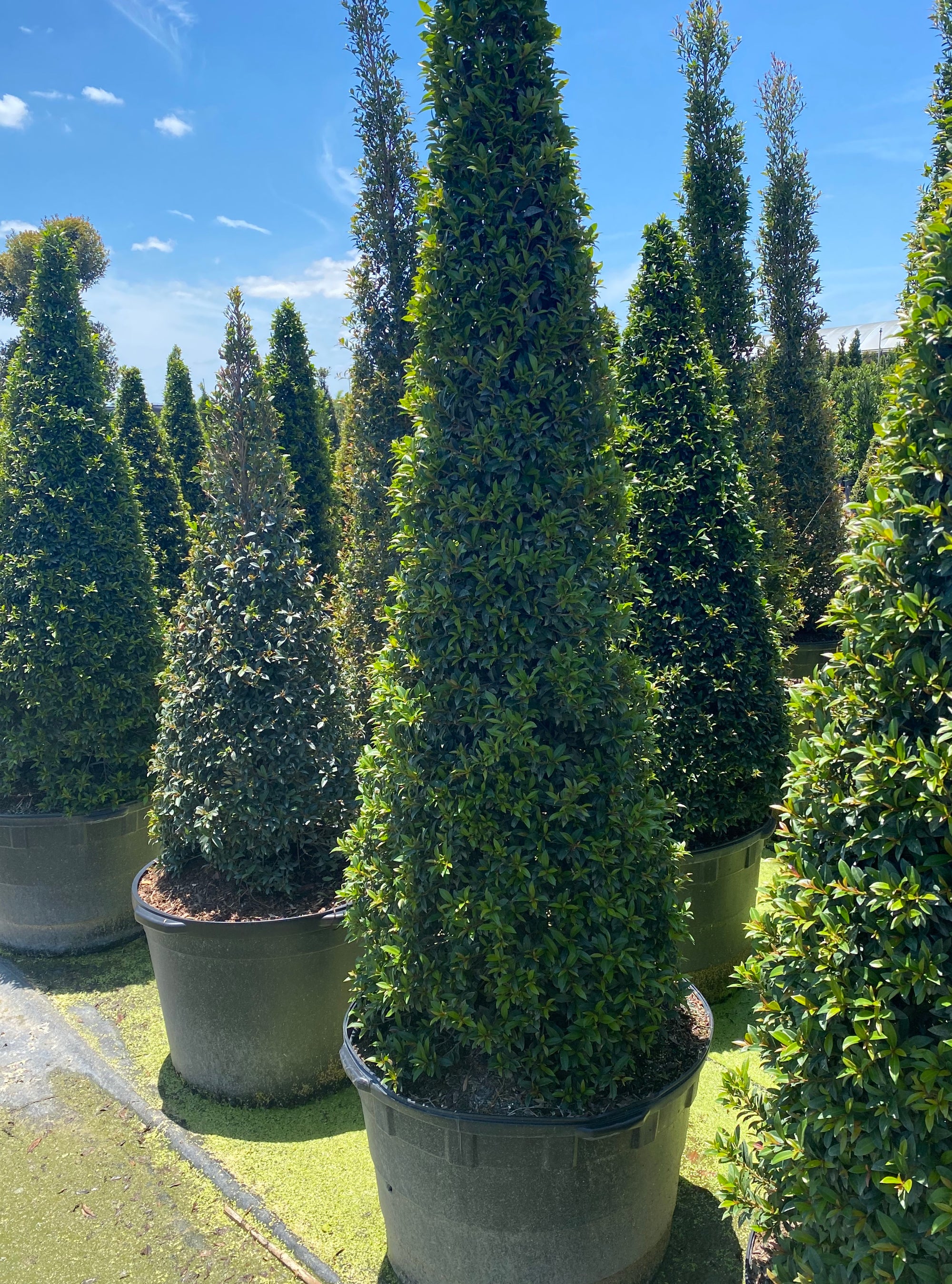 Topiary Eugenia Cone, Pyramid Tree | Eureka Farms