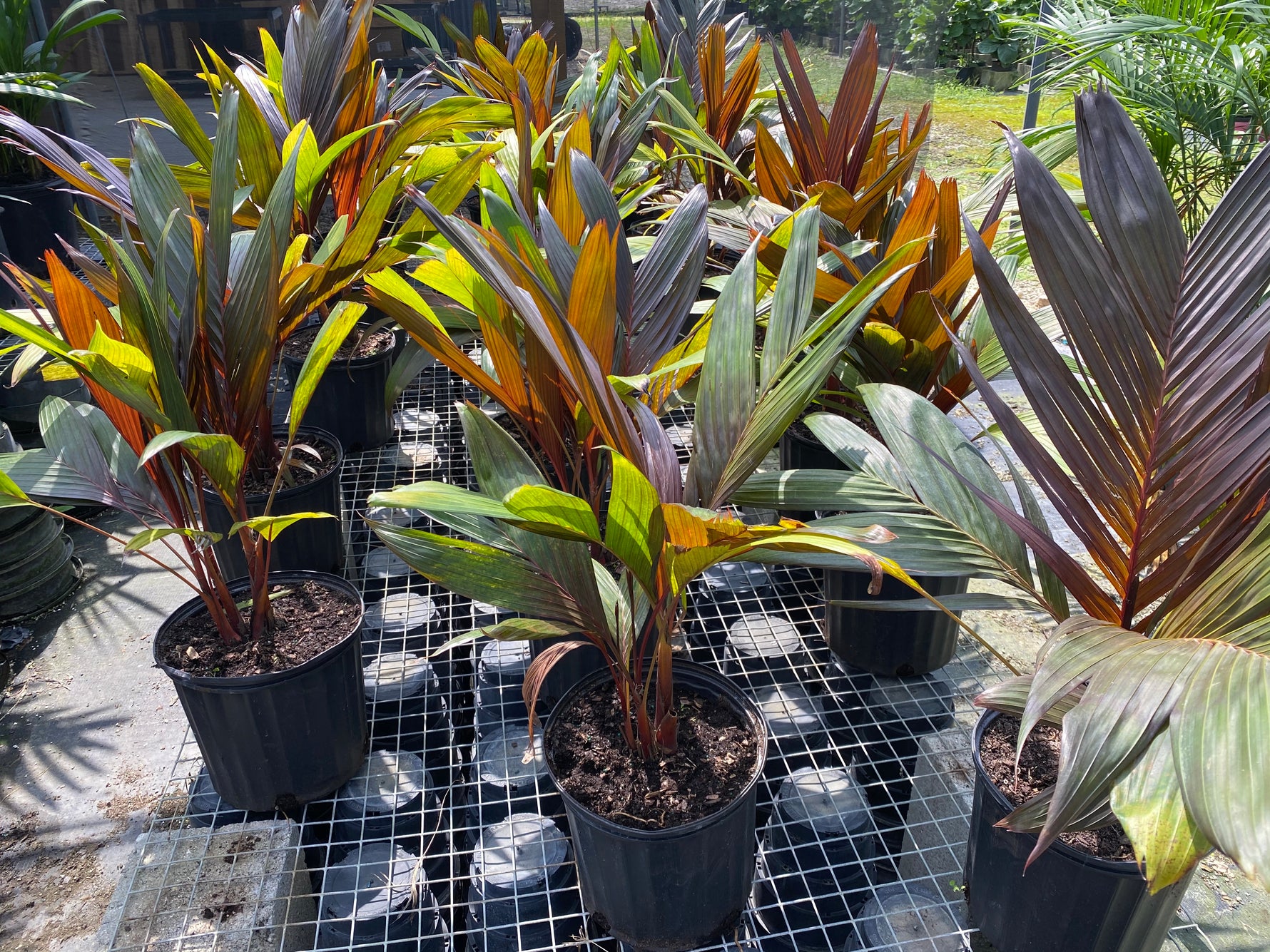 Areca Vestiaria, Red Crownshaft Palm, Rare and Exotic – Eureka Farms