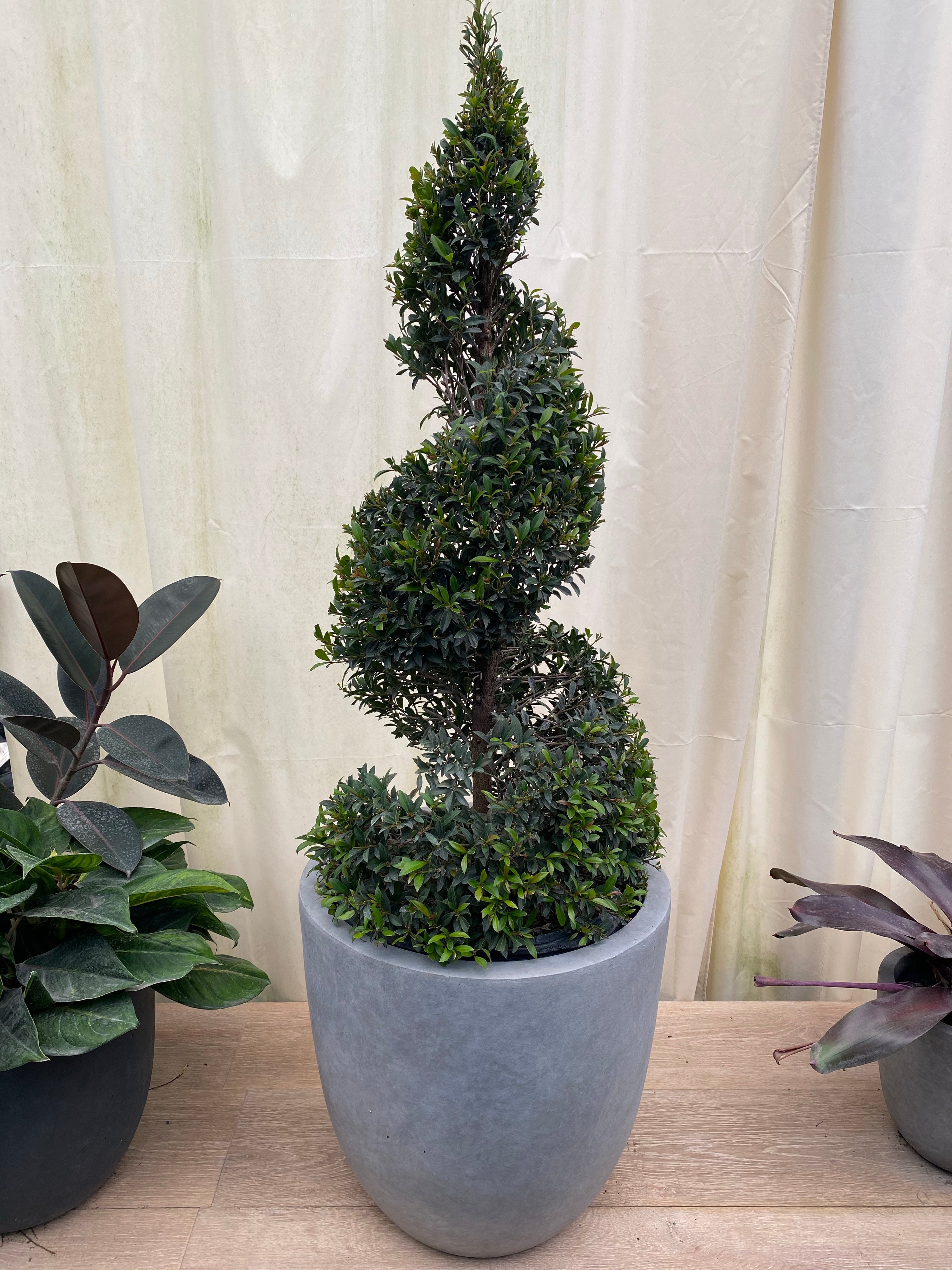 Shop Our Topiary Eugenia Spiral Tree | Eureka Farms