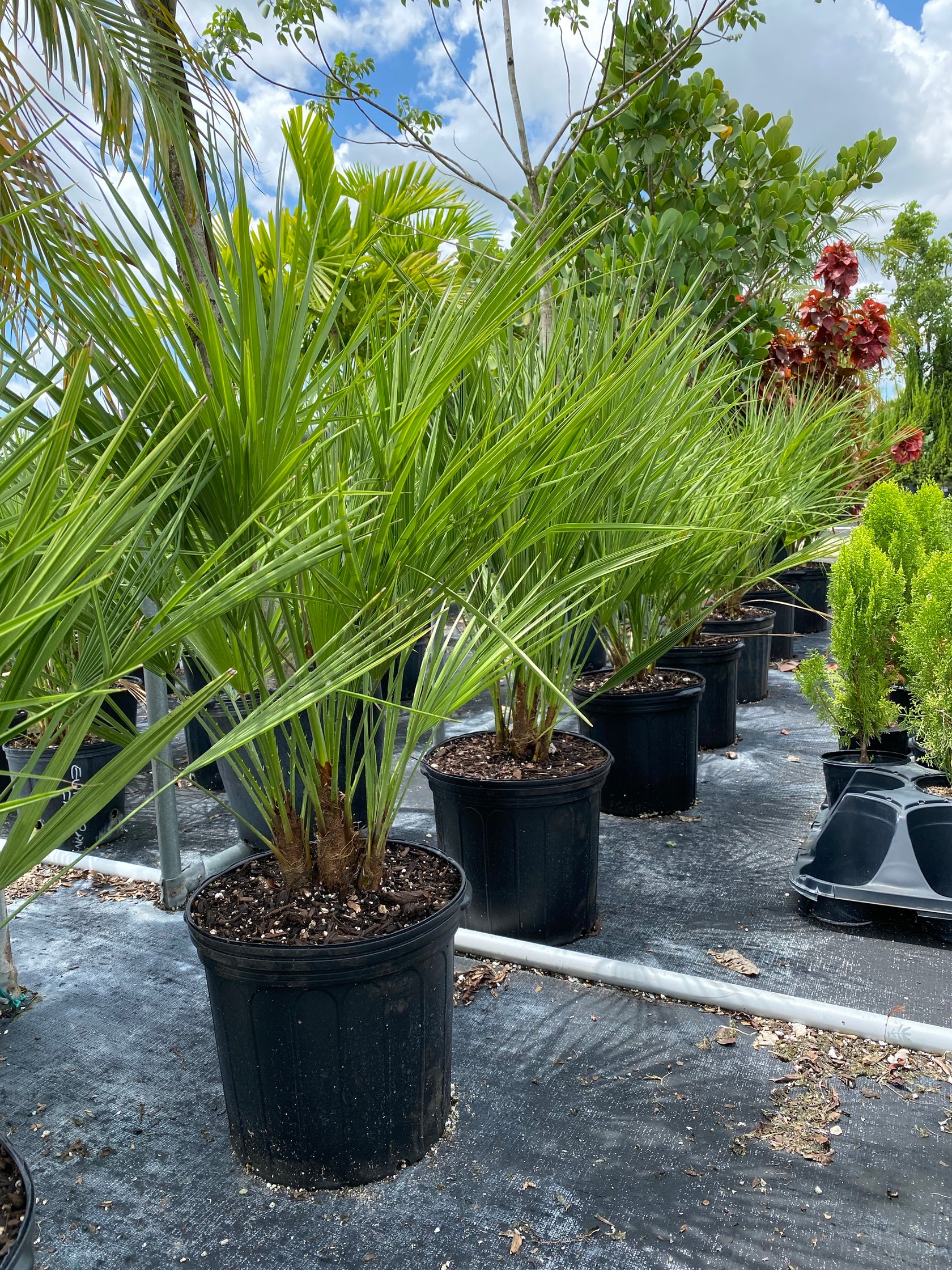 European Fan Palm Multi, Mediterranean Fan Palm – Eureka Farms