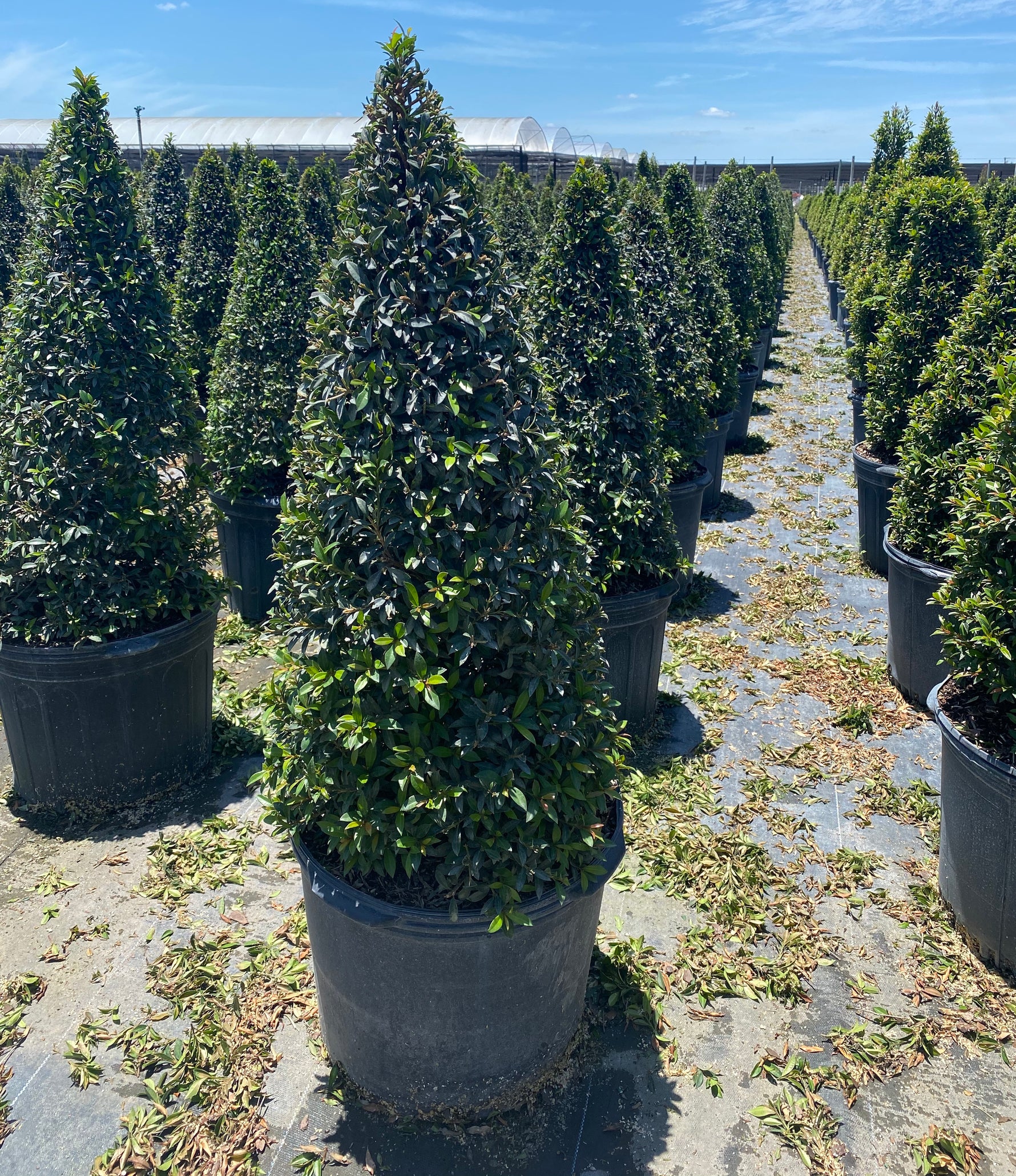Topiary Eugenia Cone, Pyramid Tree | Eureka Farms