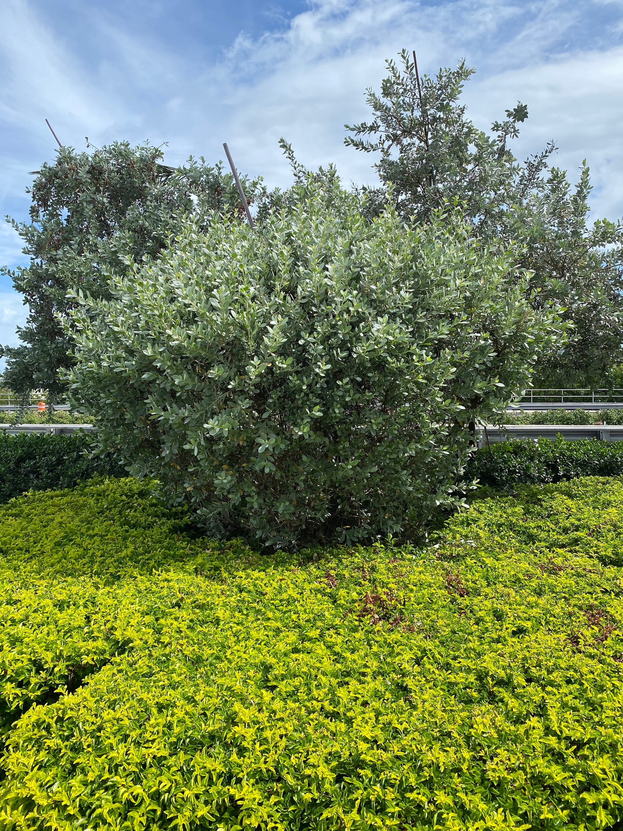 Explore Our Silver Buttonwood Bush Form | Eureka Farms
