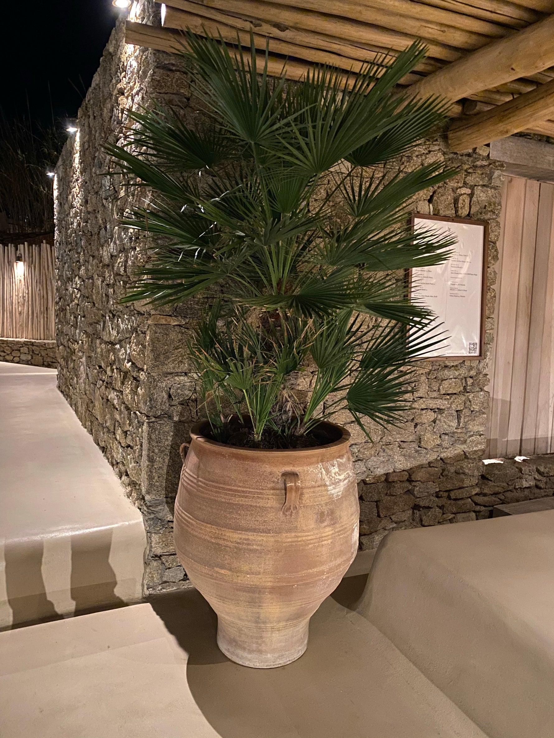 European Fan Palm Multi, Mediterranean Fan Palm |Eureka Farm – Eureka Farms