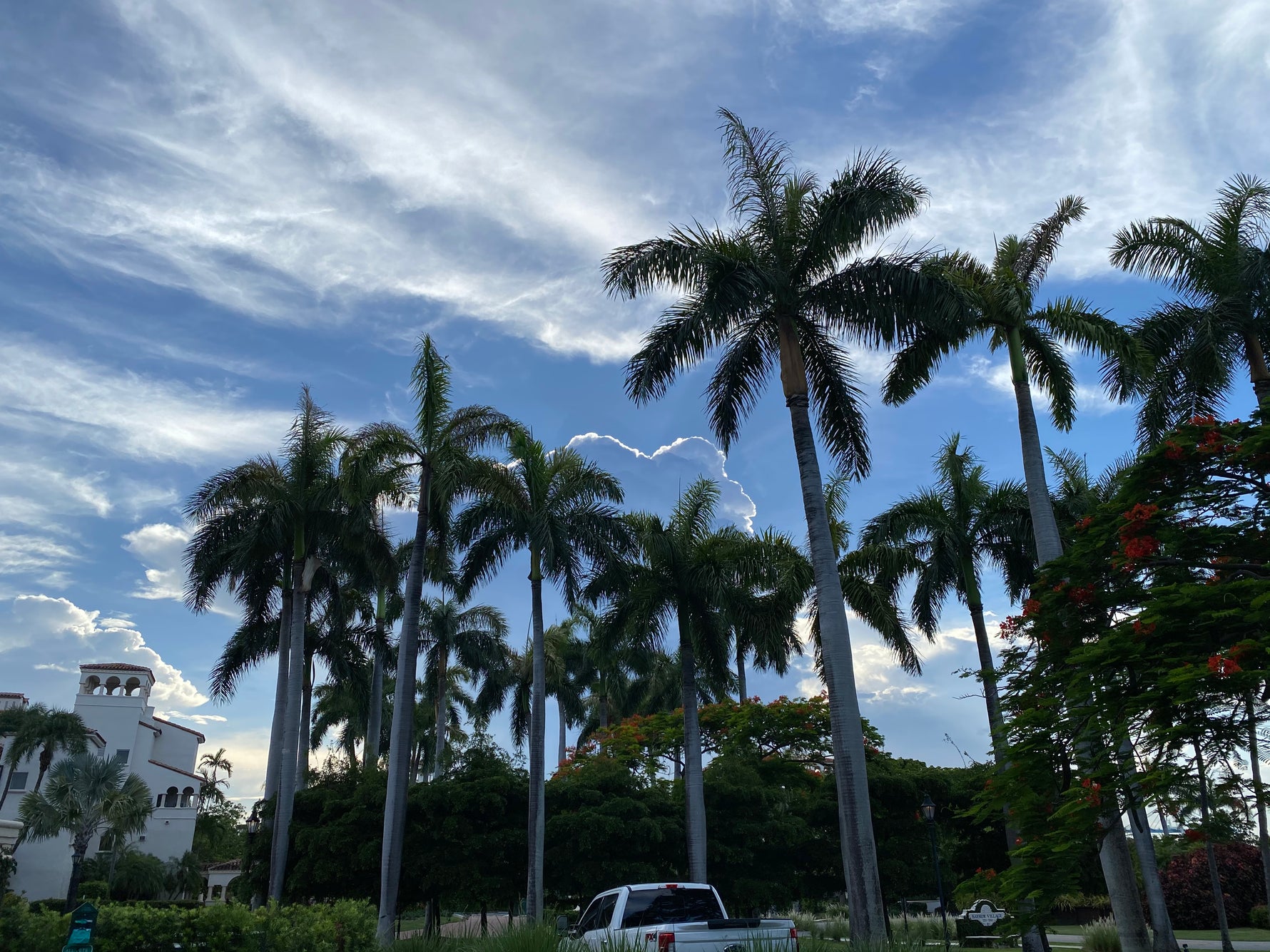 Shop Our Florida Royal Palm, Cuban Royal Palm | Eureka Farms