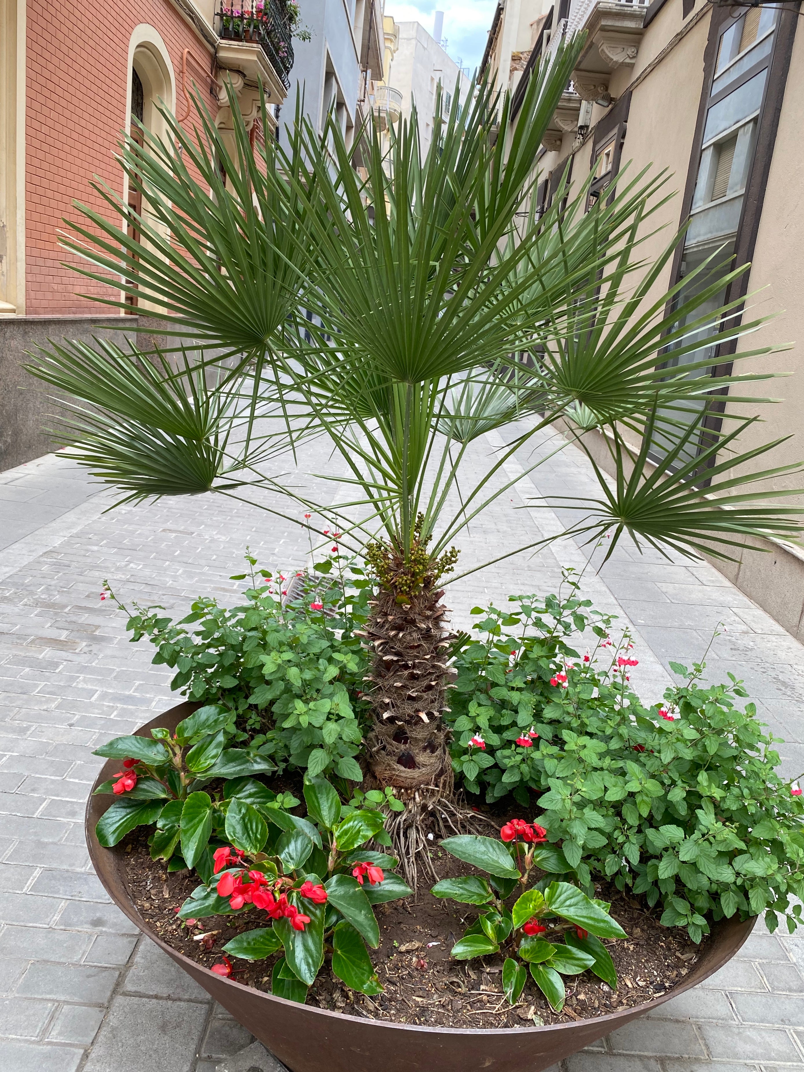 European Fan Palm Multi, Mediterranean Fan Palm |Eureka Farm – Eureka Farms