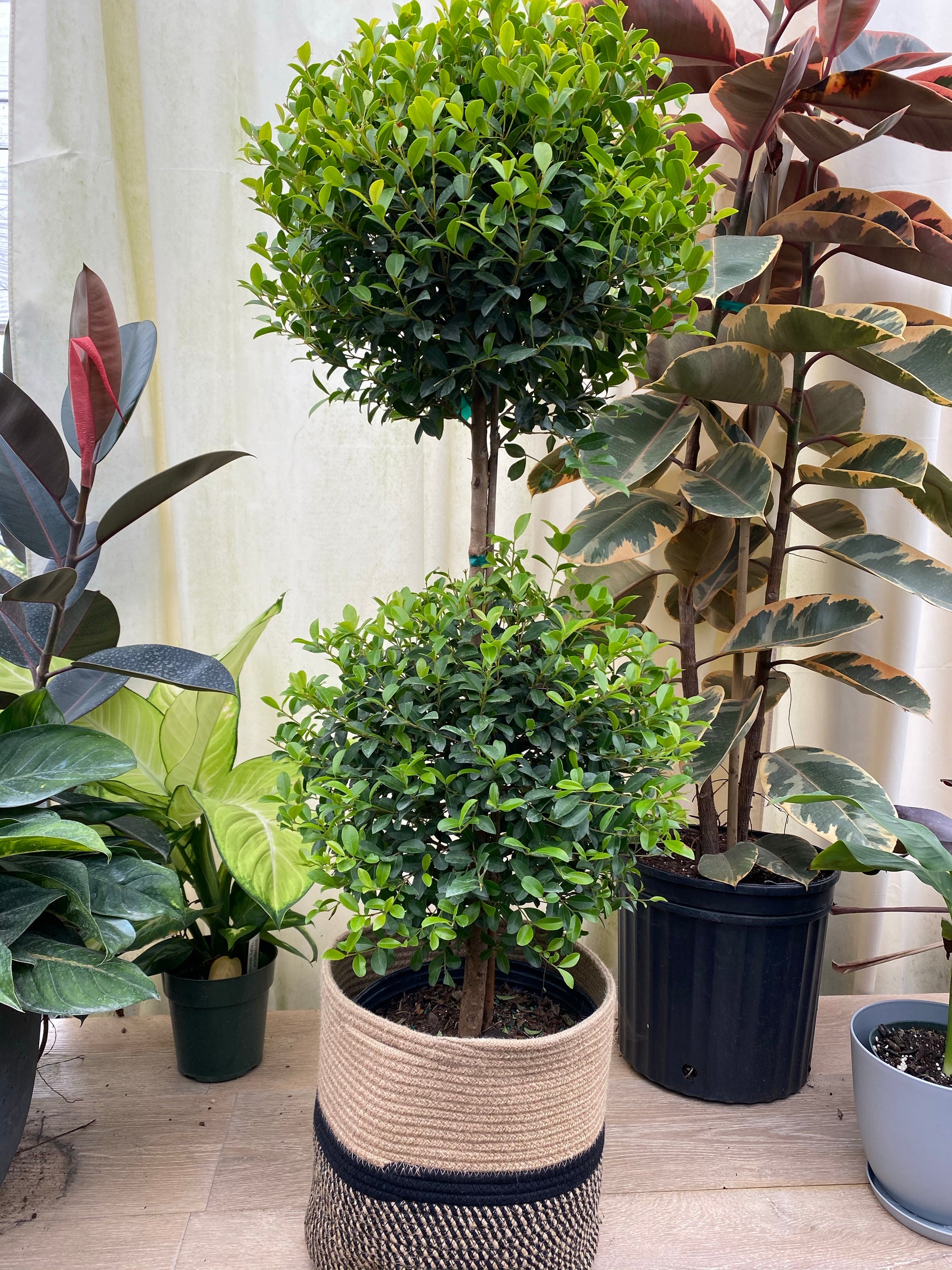 Buy Topiary Eugenia 2-Ball Tree | Eureka Farms