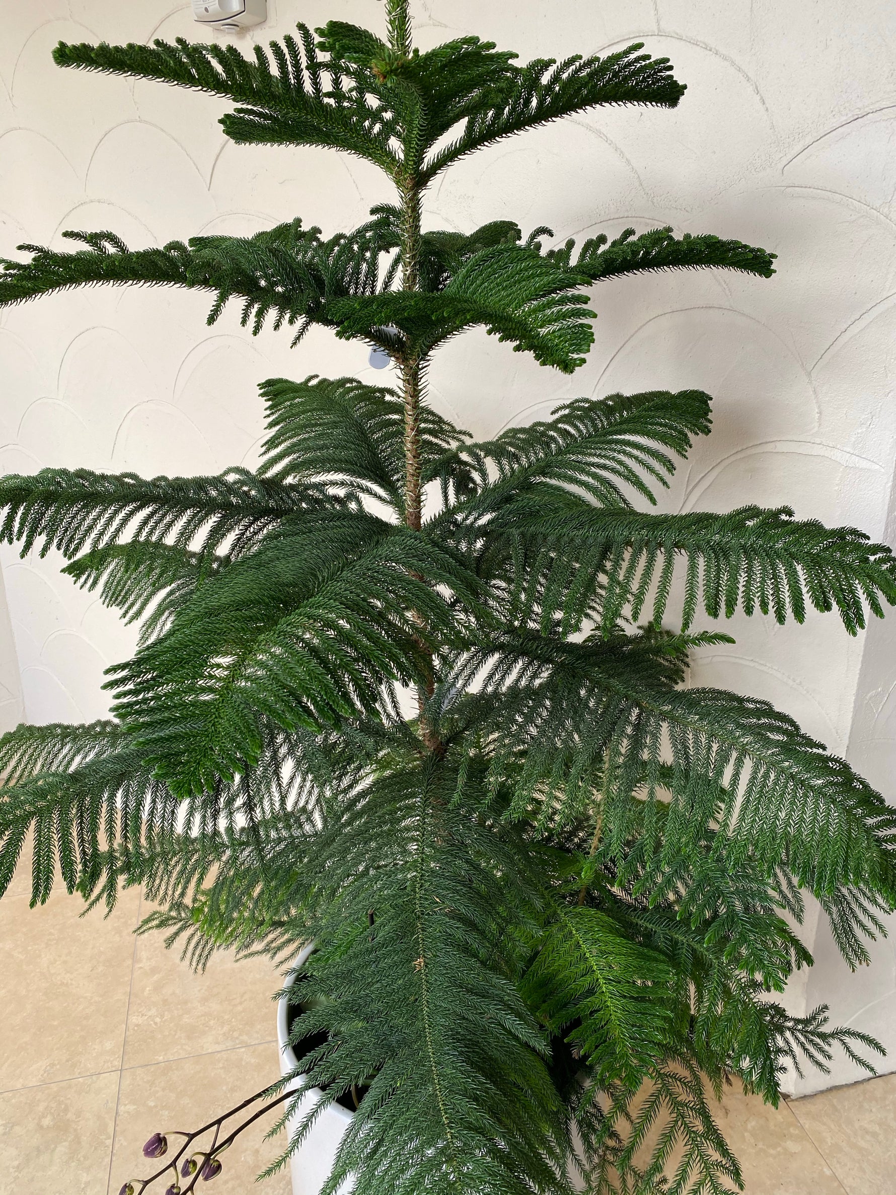 Collection of Norfolk Island pine, Christmas Tree | Eureka Farms