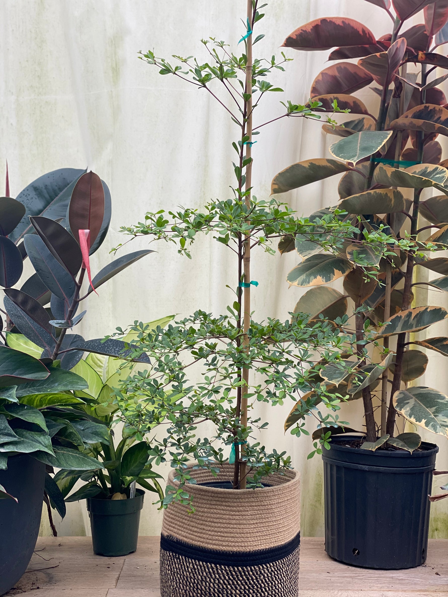 Buy Our Shady Lady, Bucida Buceras, Black Olive – Eureka Farms