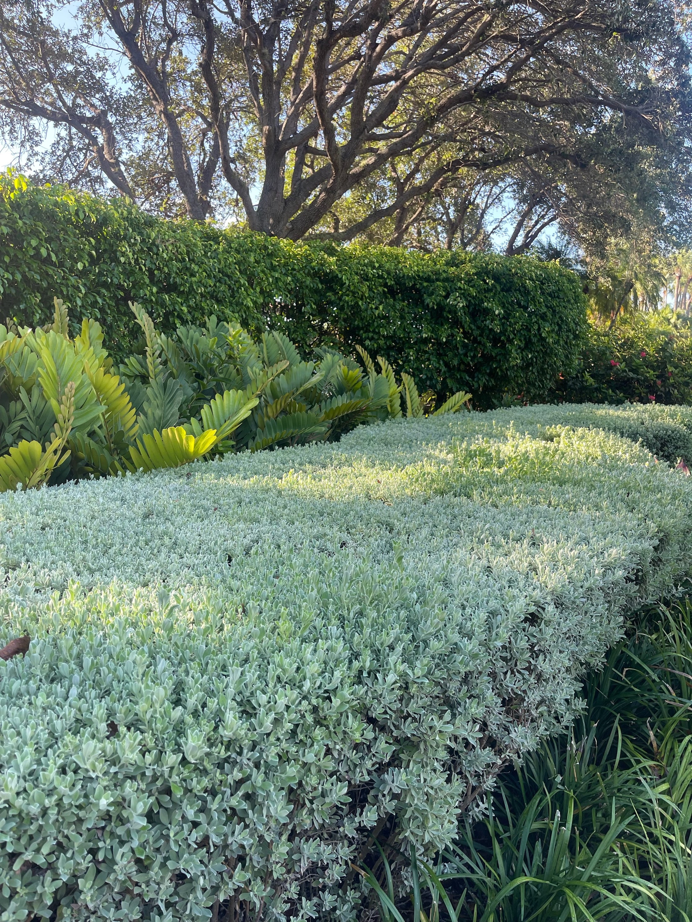 Buy Texas Sage, Silverleaf Purple Sage | Eureka Farms