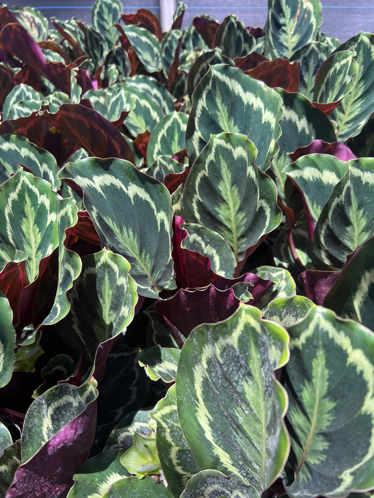 Shop Our Collection of Calathea Plants | Eureka Farms