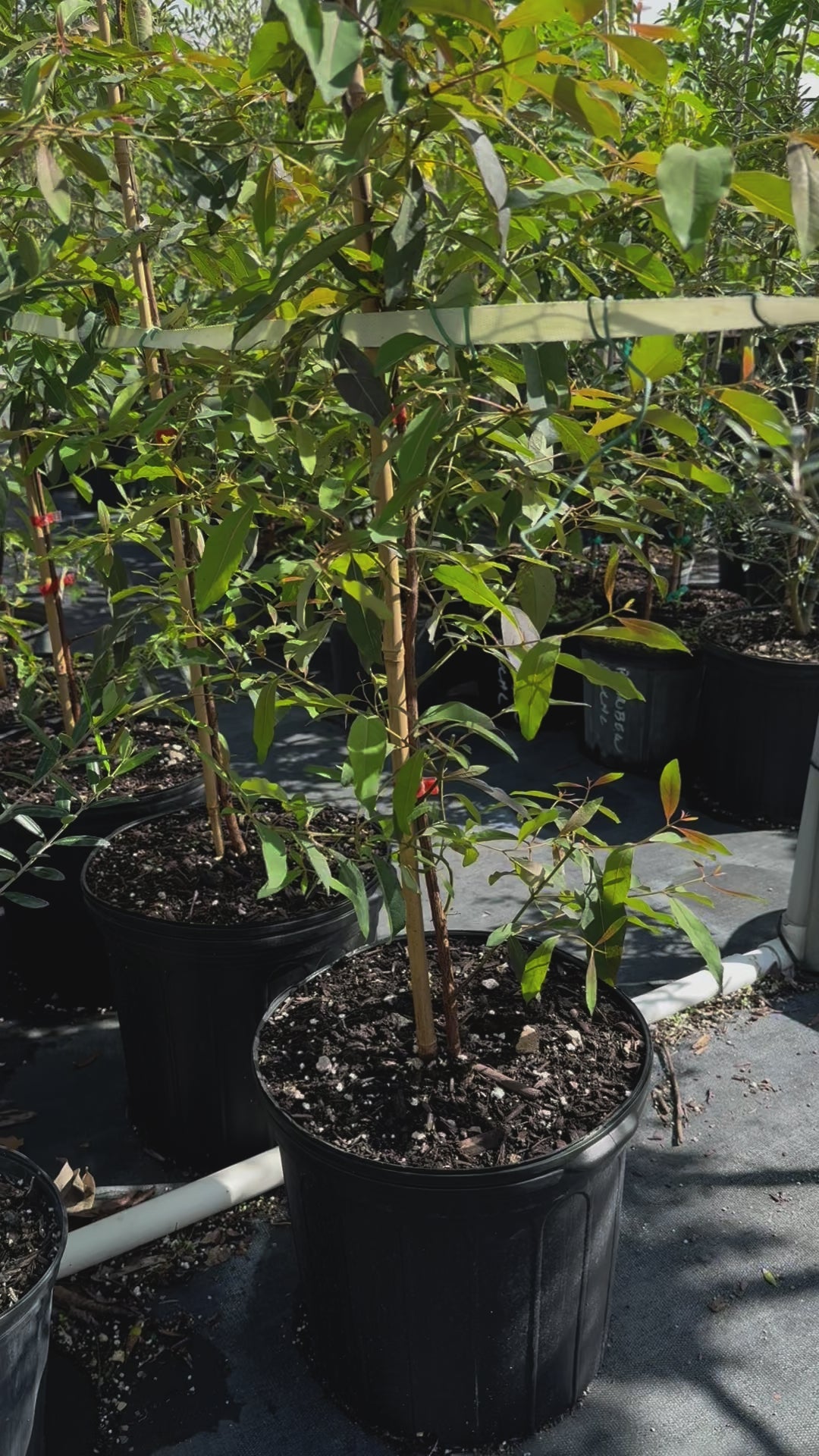 Buy Rainbow Eucalyptus, Gum Tree | Eureka Farms