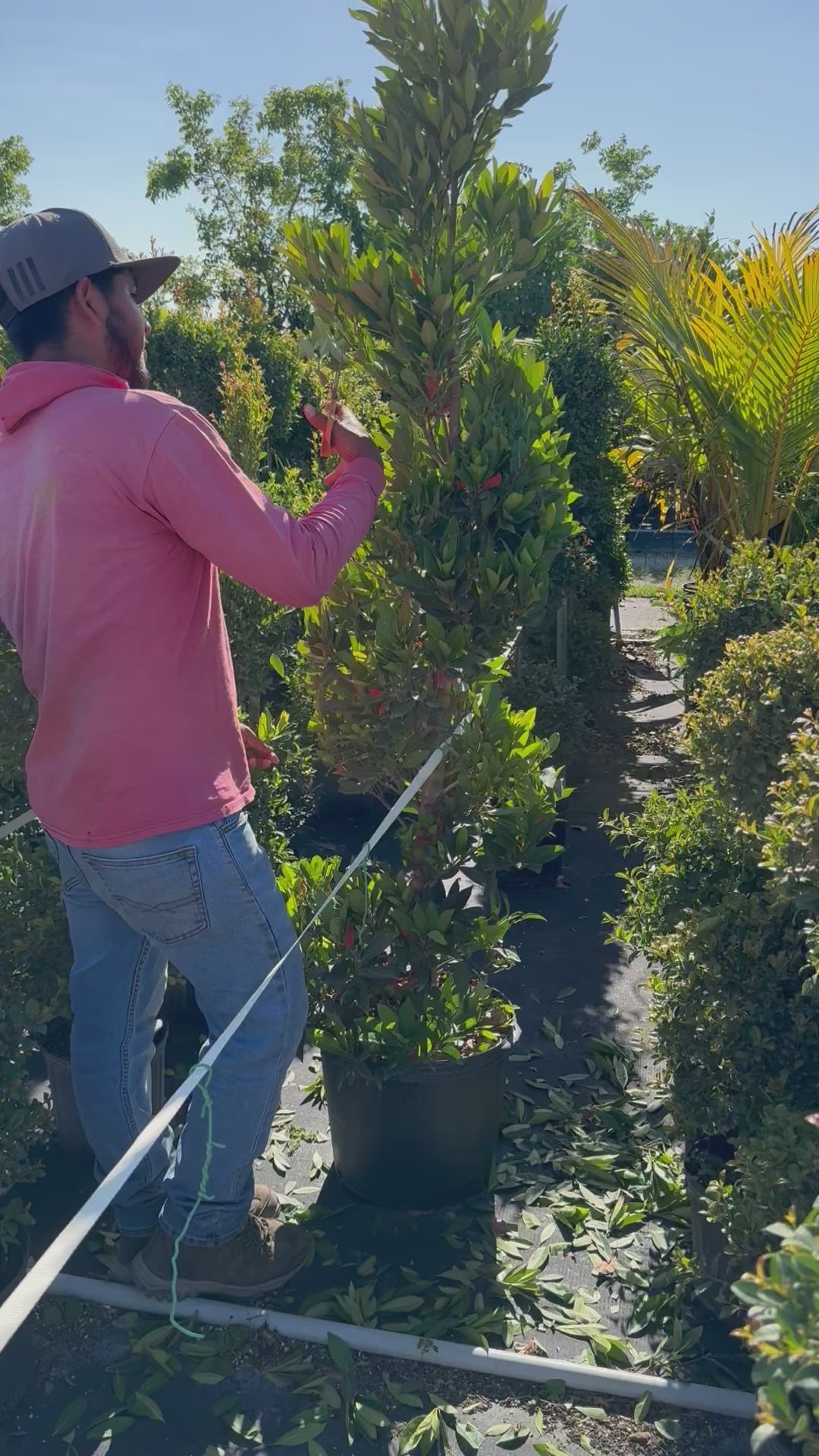 Buy Topiary Spiral Japanese Blueberry Tree | Eureka Farms