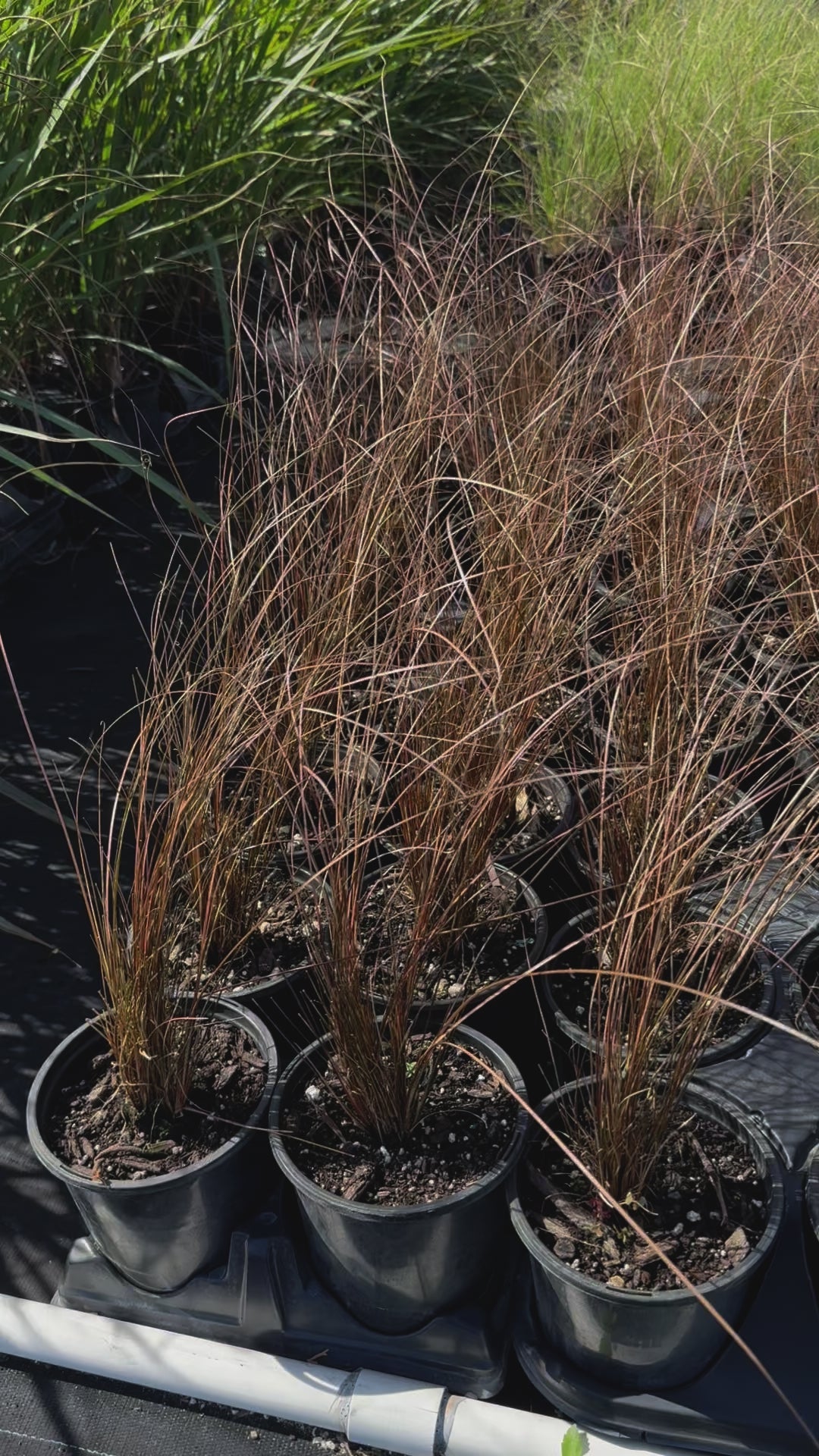 Red Rooster Buchananii Leathery Grass – Eureka Farms