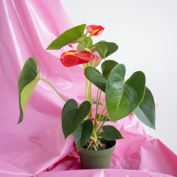How to Take Care of Anthurium? – Eureka Farms