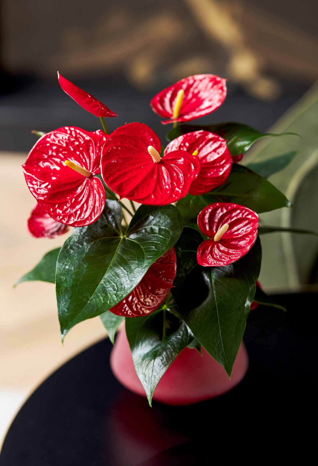 How to Take Care of Anthurium? – Eureka Farms