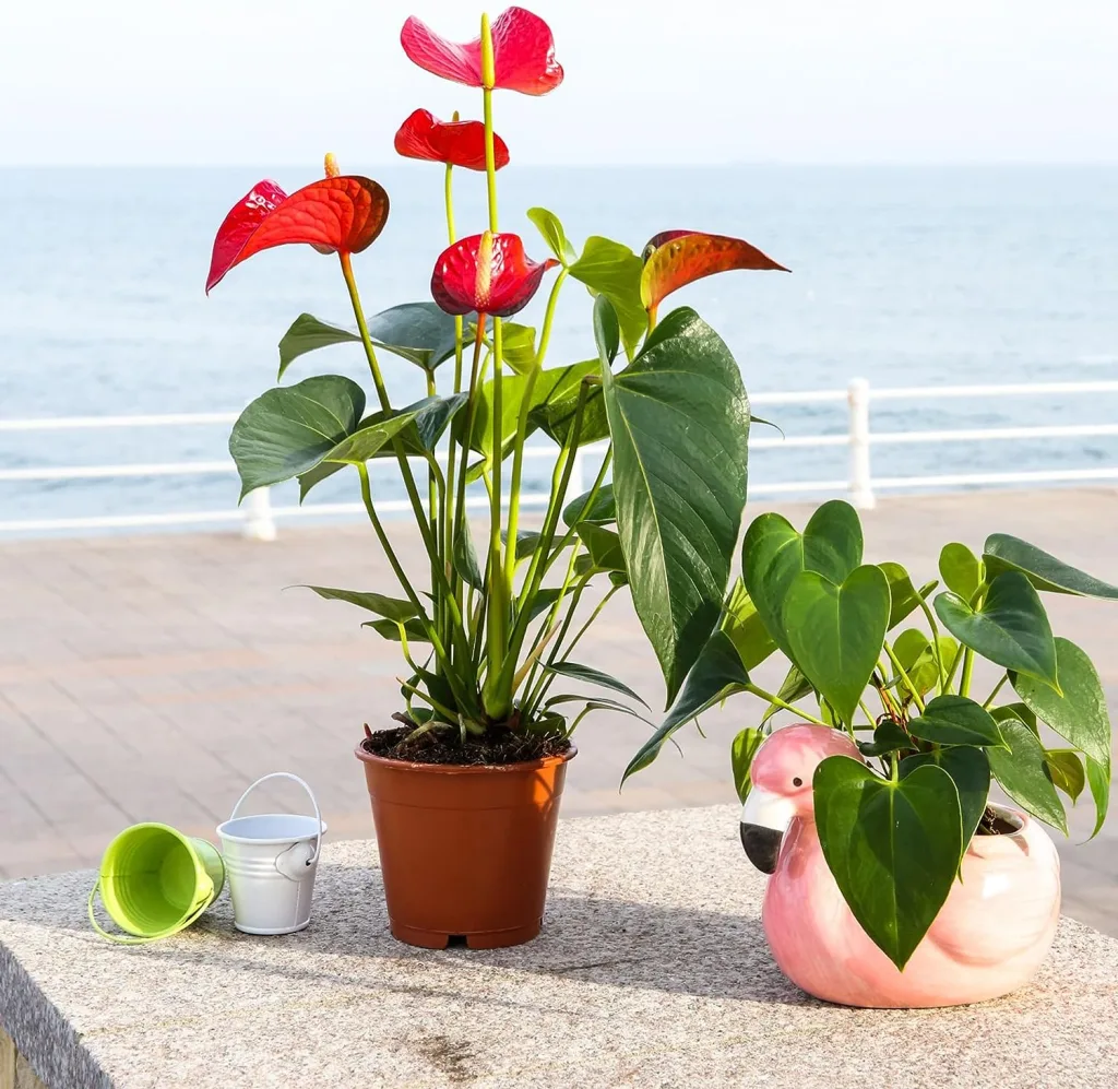 How to Take Care of Anthurium? – Eureka Farms