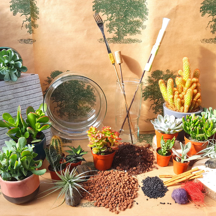 What are Terrariums? – Eureka Farms
