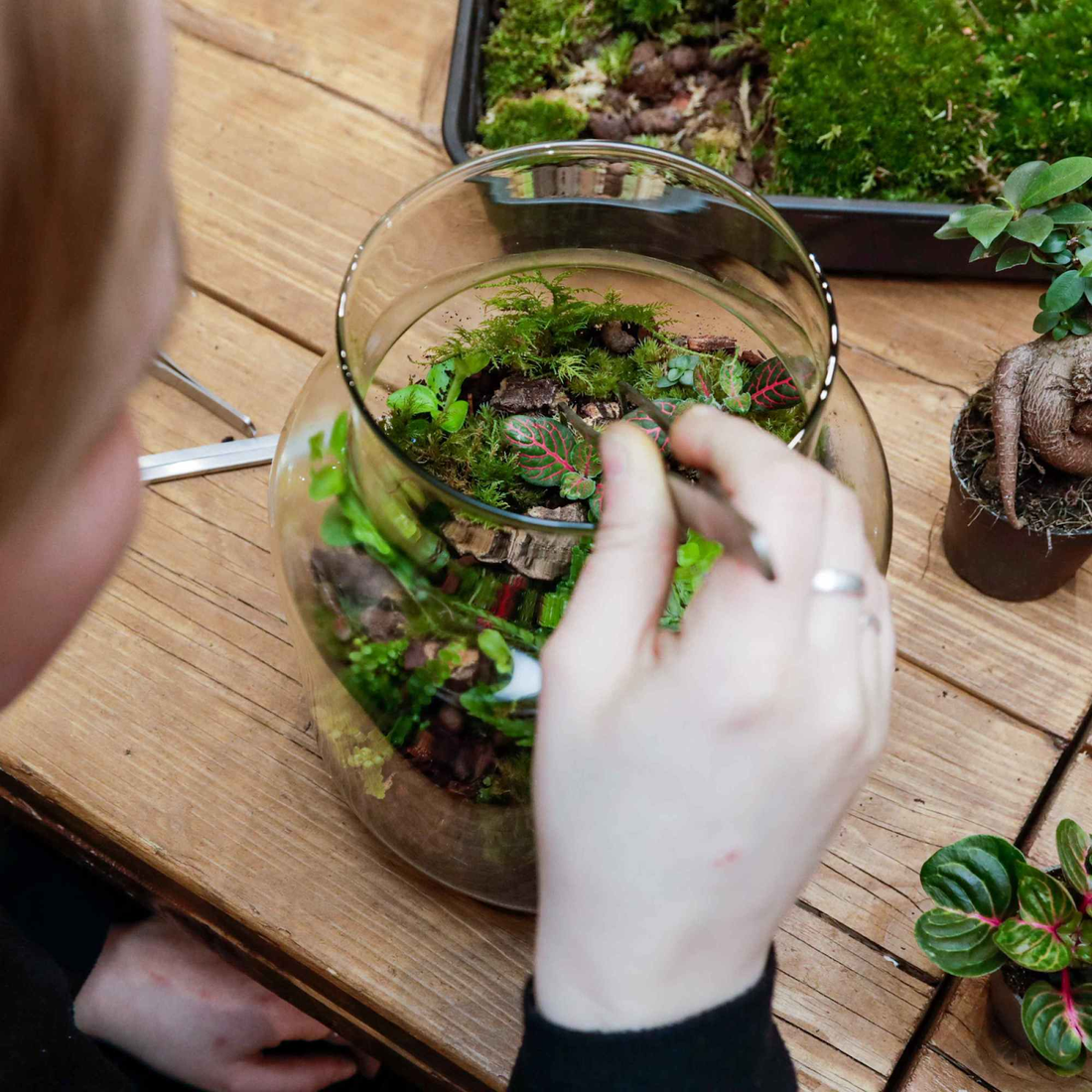 What are Terrariums? – Eureka Farms