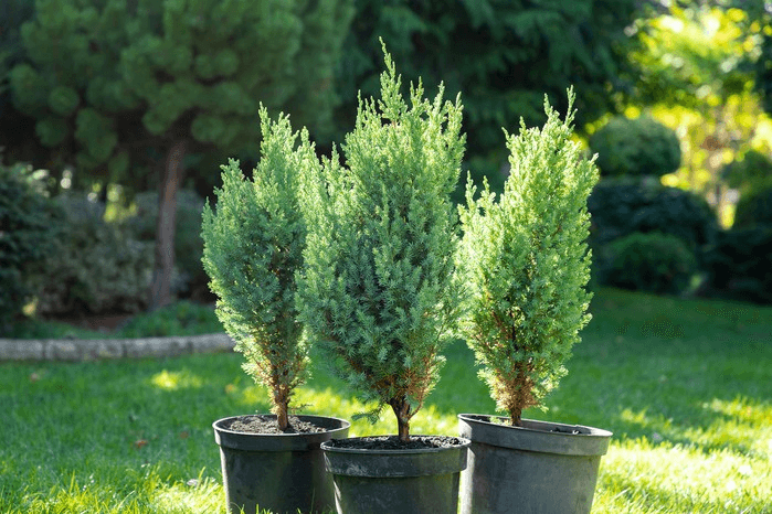 Facts About Juniper Trees-Ultimate Guide – Eureka Farms