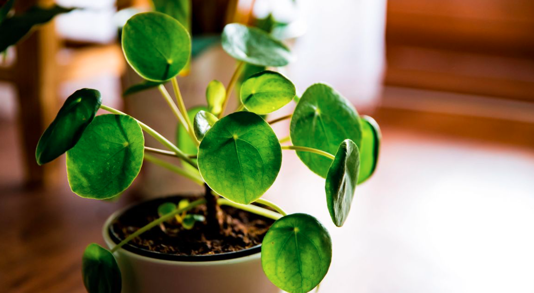Top 10 Highest Oxygen-Producing Indoor Plants – Eureka Farms