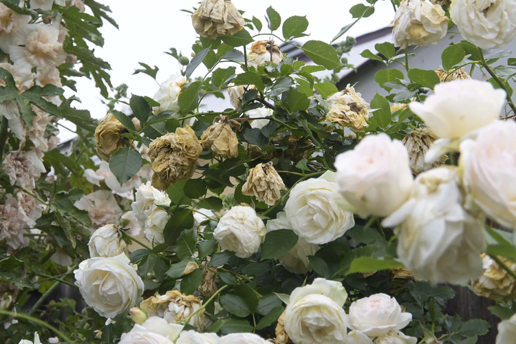 How to DIY Deadheading: A Simple Guide for Gardeners – Eureka Farms