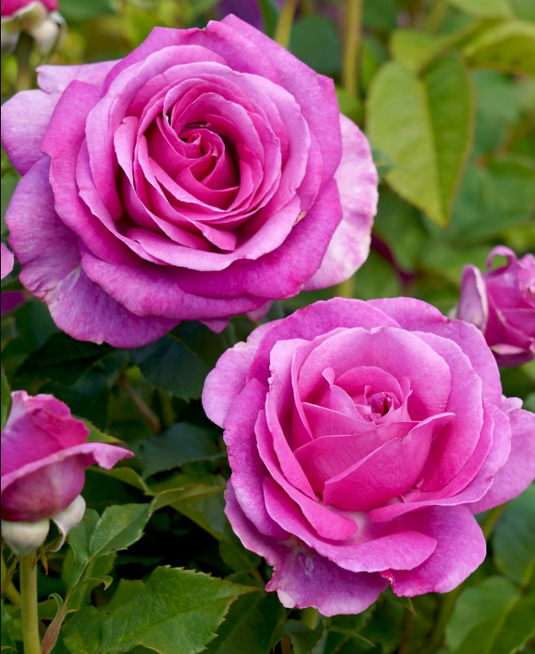 The Different Types of Roses: Perfect Bloom for Your Garden – Eureka Farms