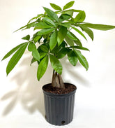 Money Tree-Grow and Care Tips – Eureka Farms