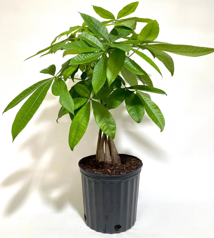 Money Tree-Grow and Care Tips – Eureka Farms