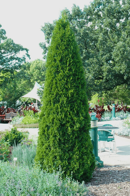 Things You Should Know Before Buying Emerald Green Arborvitae – Eureka ...