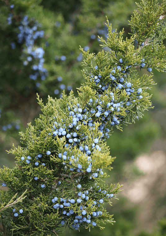Facts About Juniper Trees-Ultimate Guide – Eureka Farms