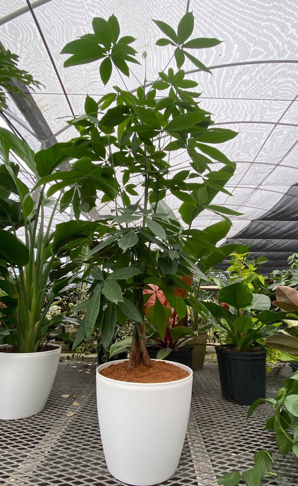 Money Tree-Grow and Care Tips – Eureka Farms