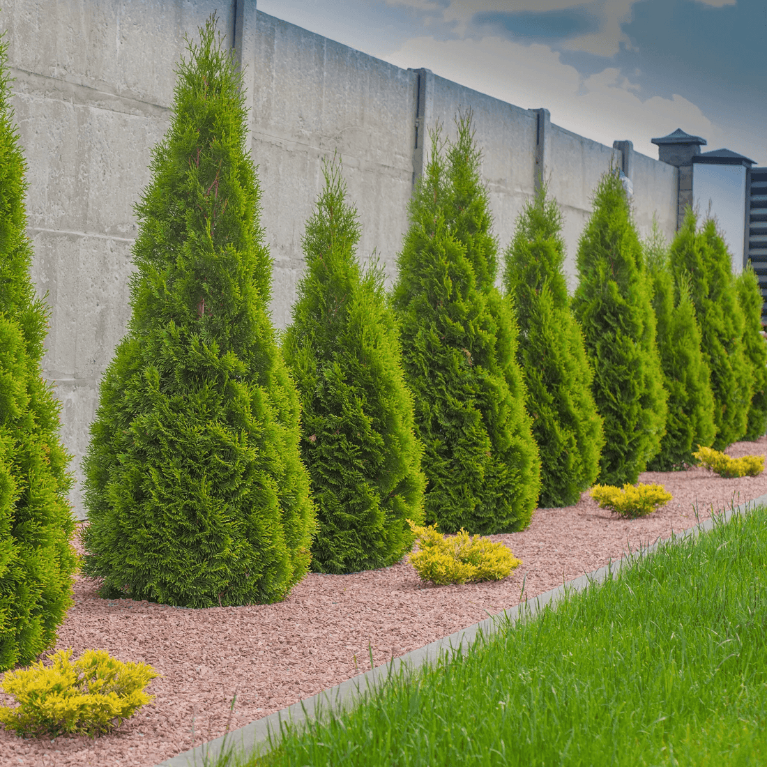 Things You Should Know Before Buying Emerald Green Arborvitae – Eureka ...