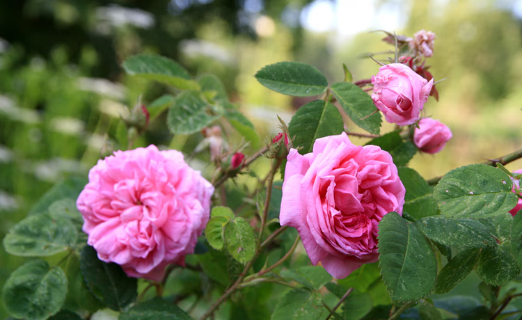 The Different Types of Roses: Perfect Bloom for Your Garden – Eureka Farms