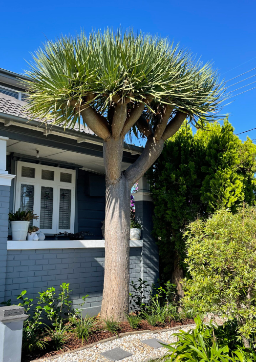 Spooky Season & Dragon Blood Tree – Eureka Farms
