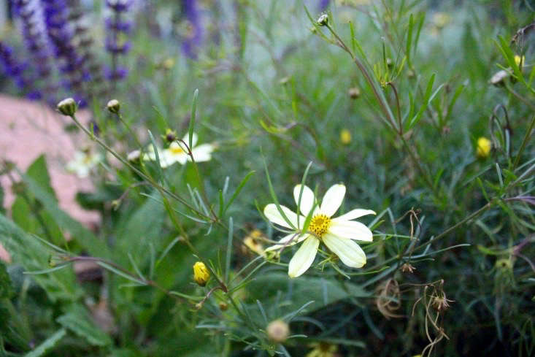 How to DIY Deadheading: A Simple Guide for Gardeners – Eureka Farms