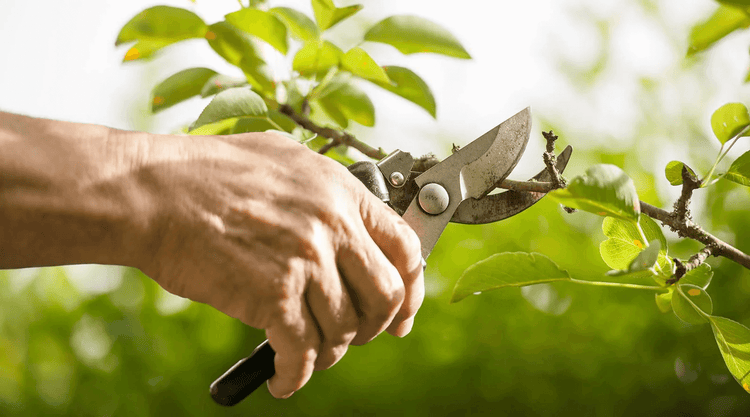 How to Prune Ligustrum - Complete Guide – Eureka Farms