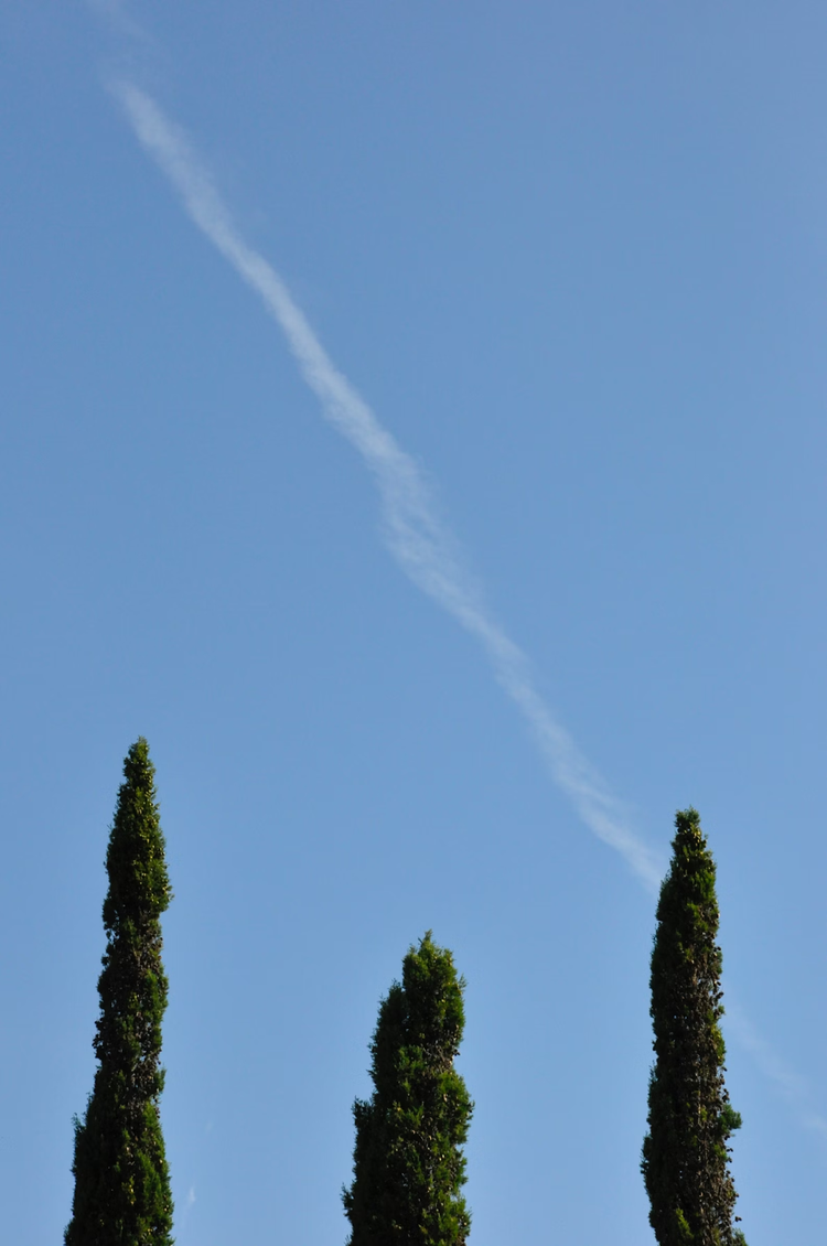 Dwarf Italian Cypress: Growing and Care Tips – Eureka Farms