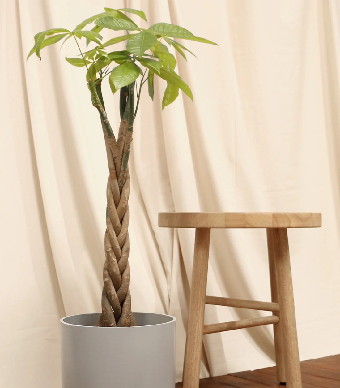 Money Tree-Grow and Care Tips – Eureka Farms