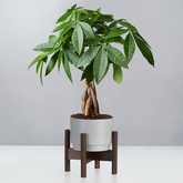 Money Tree-Grow and Care Tips – Eureka Farms