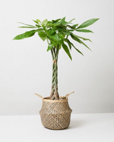 Money Tree-Grow and Care Tips – Eureka Farms